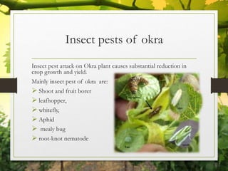 Okra crop | PPTX