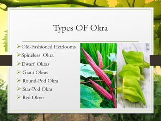 Okra crop | PPTX