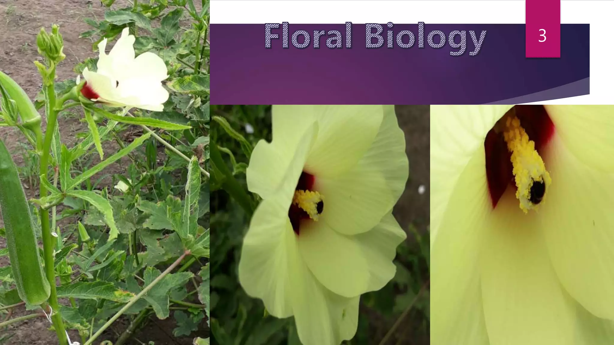 Floral biology of Okra | PPTX