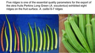 okra seed production technology for UG .pptx