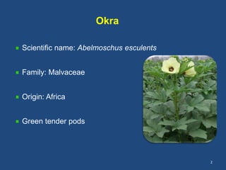 Economics of seed production of okra | PPTX