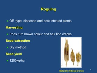 Economics of seed production of okra | PPTX