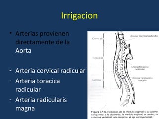 Anatomia del raquis, residencia de anestesiologia, hospital san martin ...