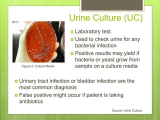 Urinary System | PPTX | Infectious Diseases | Diseases and Conditions