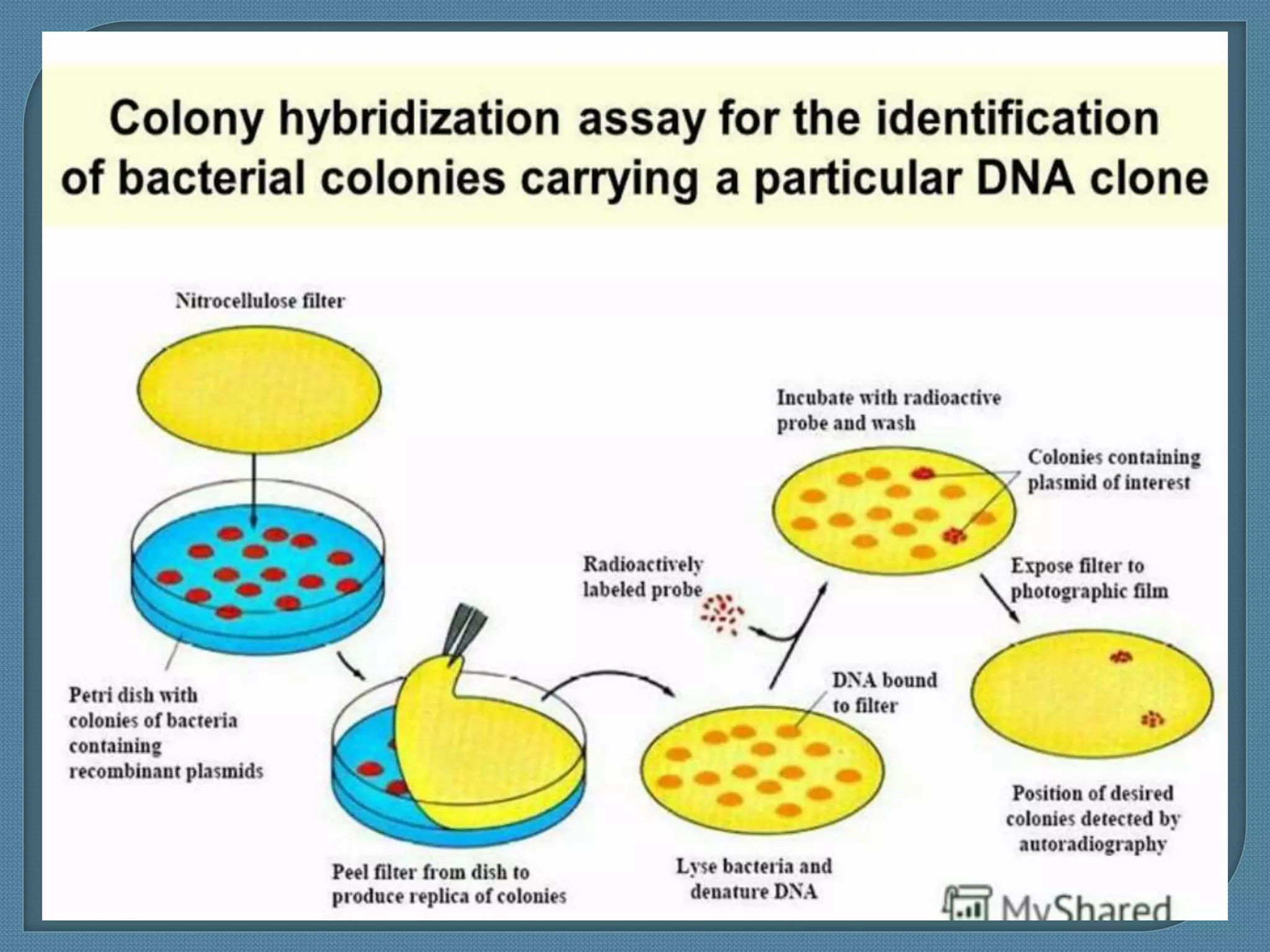 Oligonucleotide ligation assay | PPTX