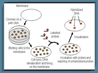 Oligonucleotide ligation assay | PPTX