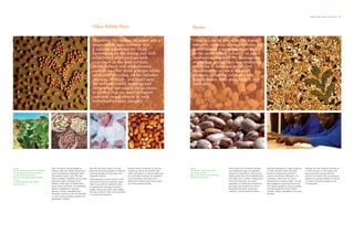 Olam Brochure | PDF