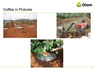 Olam Vietnam Limited: An Introduction | PDF