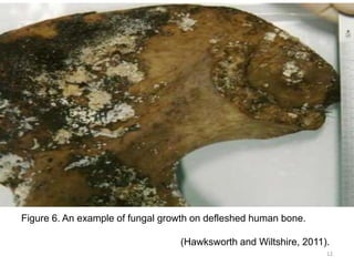 Forensic Mycology: The use of Fungi in Criminal Investigations 2.pptx