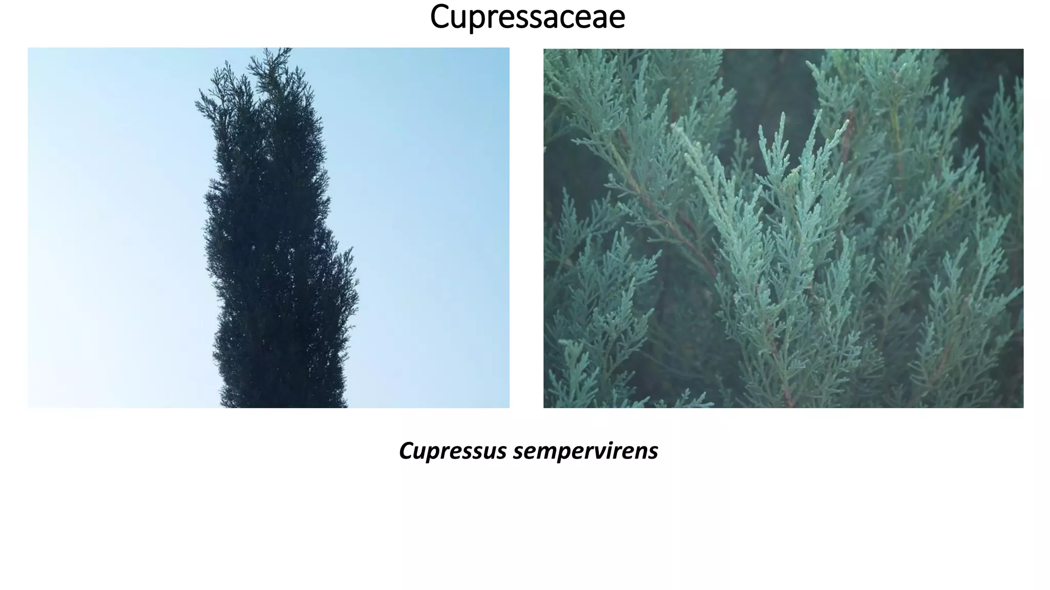 Old Botanic Garden UAF | PDF