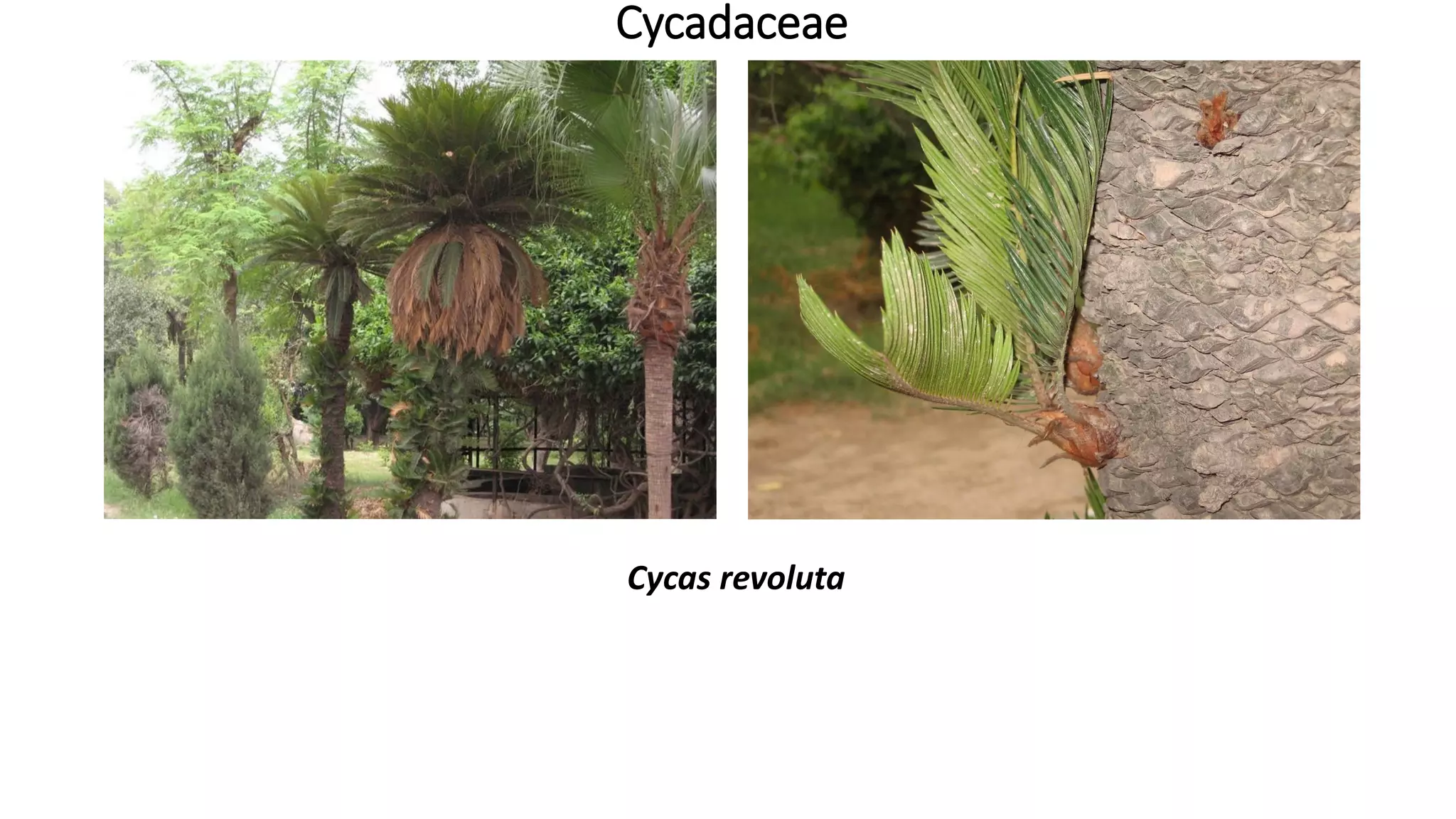 Old Botanic Garden UAF | PDF