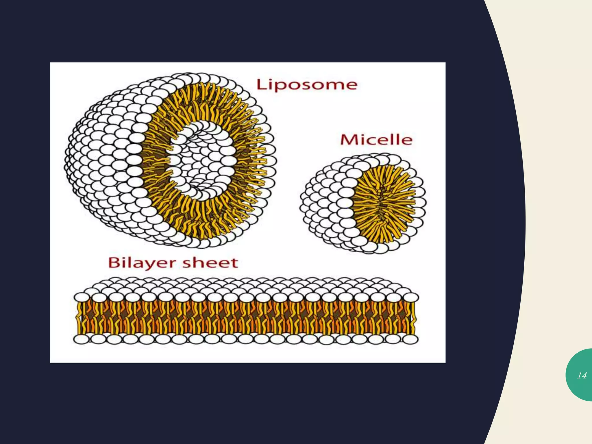 Oral lipid drug delivery system for poor water soluble drugs | PPTX