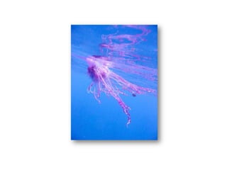 Old Man And The Sea Text Exploration Part 2 | PPTX