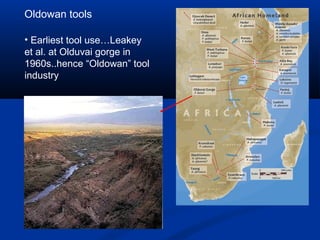 Oldowan acheulean | PPT