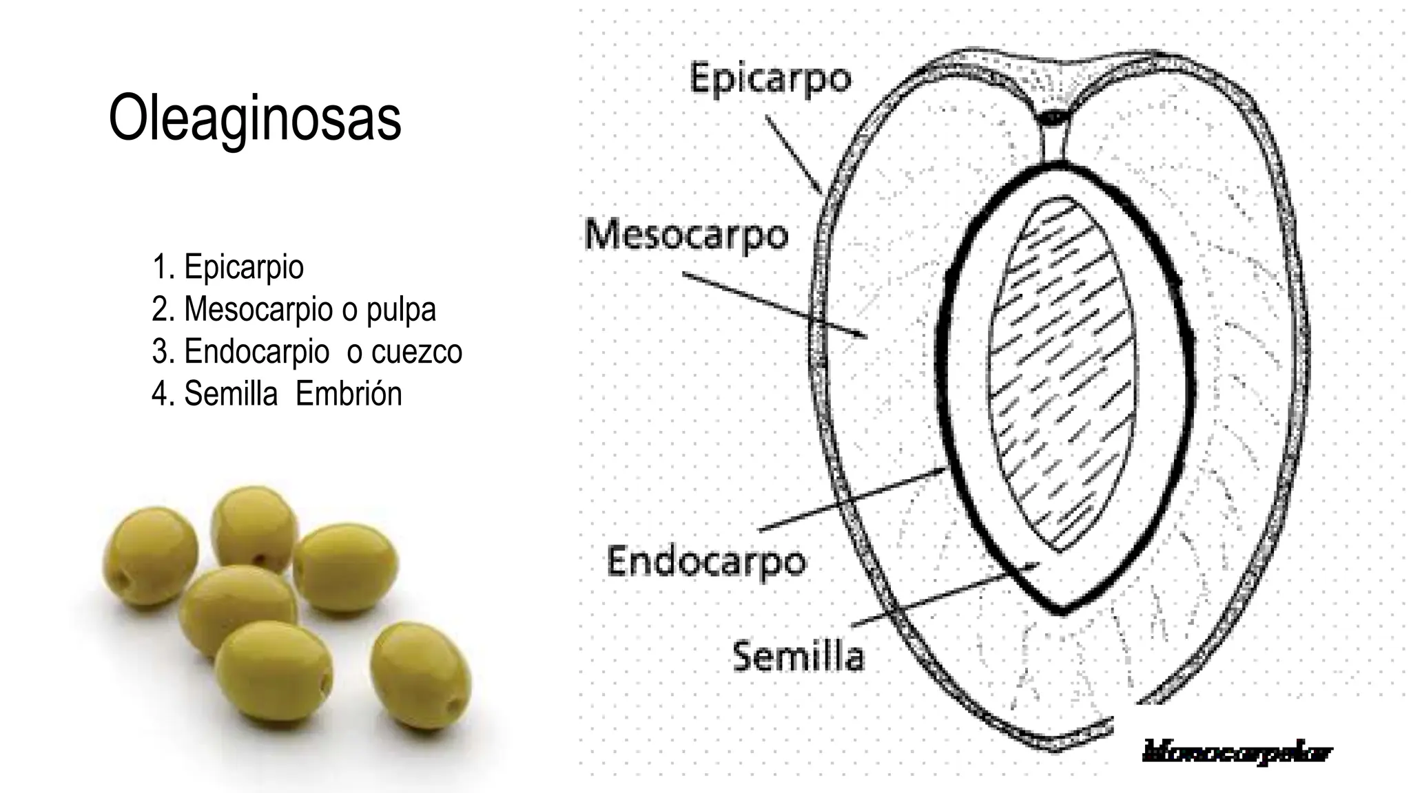 oleaginosas y los alimentos en la nutricion.pptx