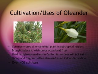 Oleander | PPT