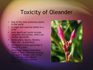 Oleander | PPT
