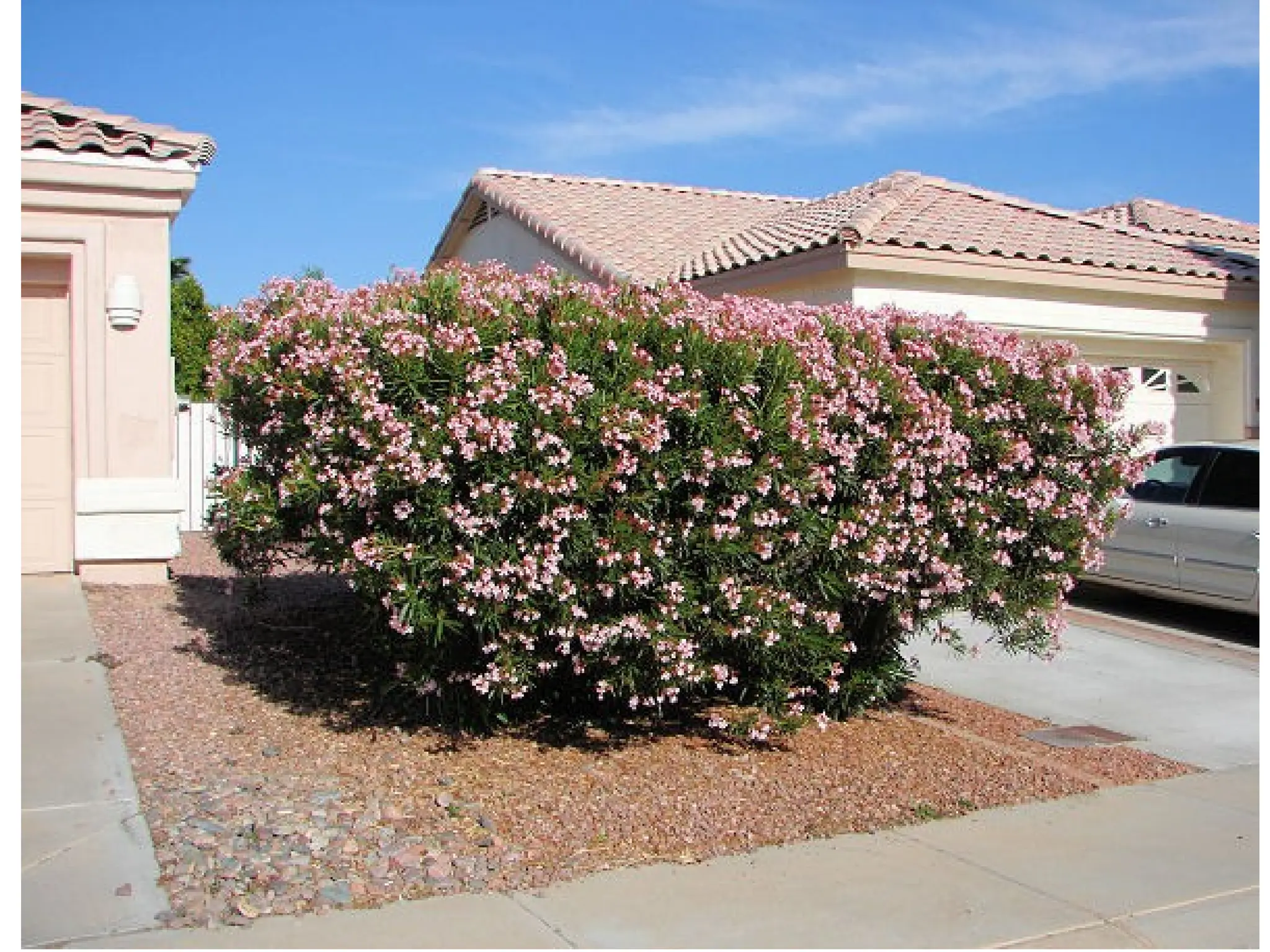 Oleander poisoning- clinical features & management of suicidal ...