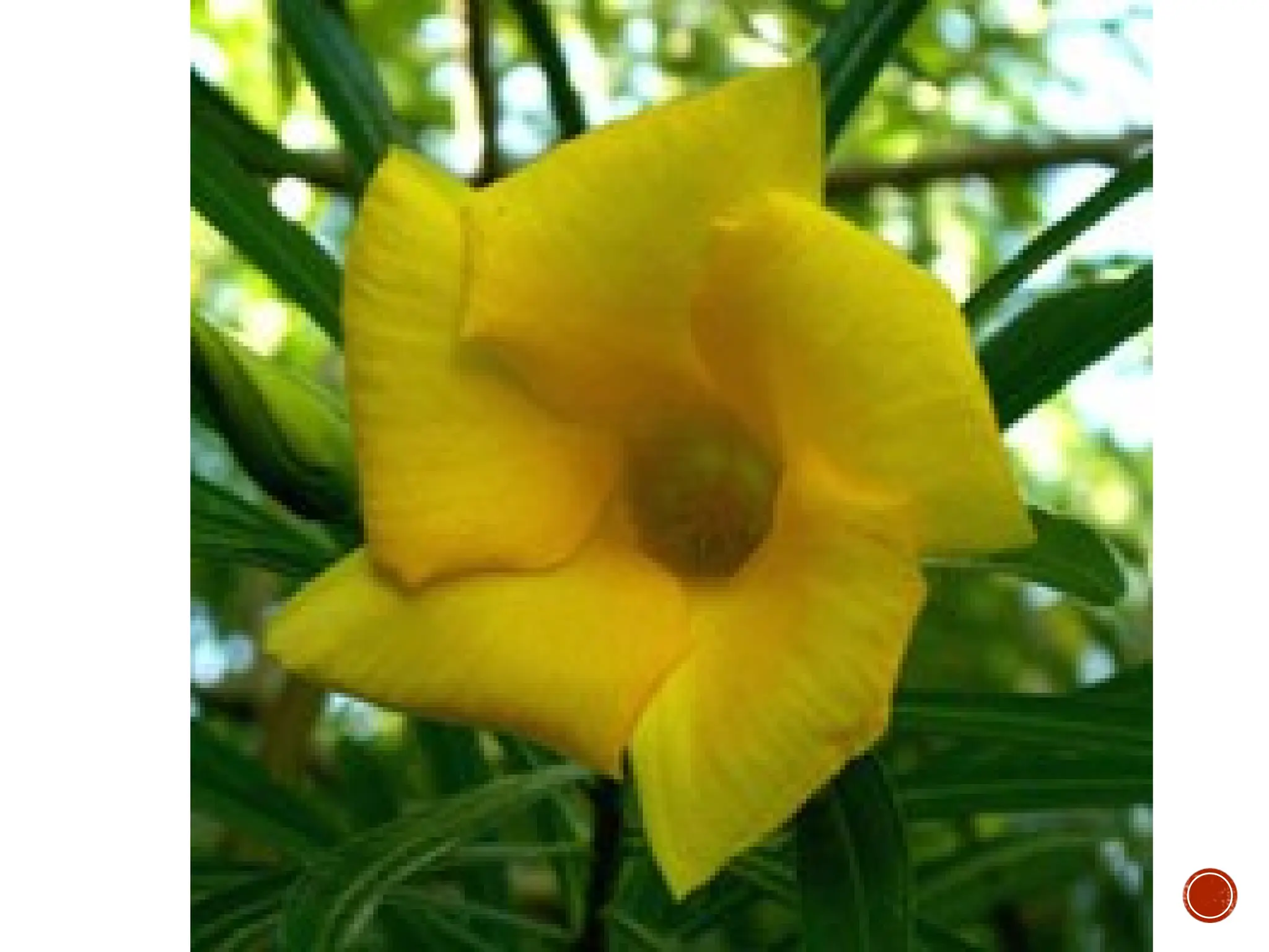 Oleander poisoning- clinical features & management of suicidal ...