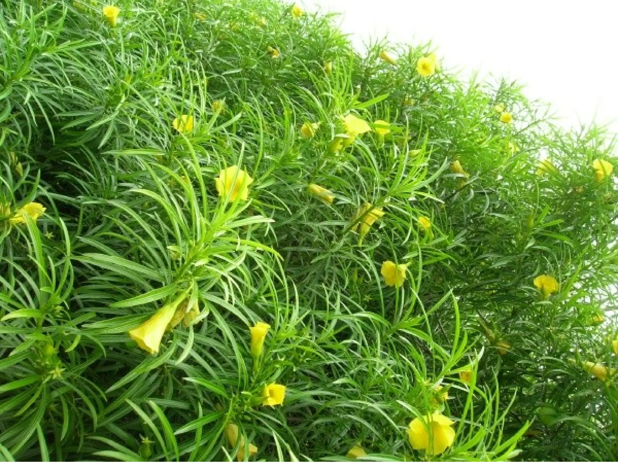 Oleander poisoning- clinical features & management of suicidal ...
