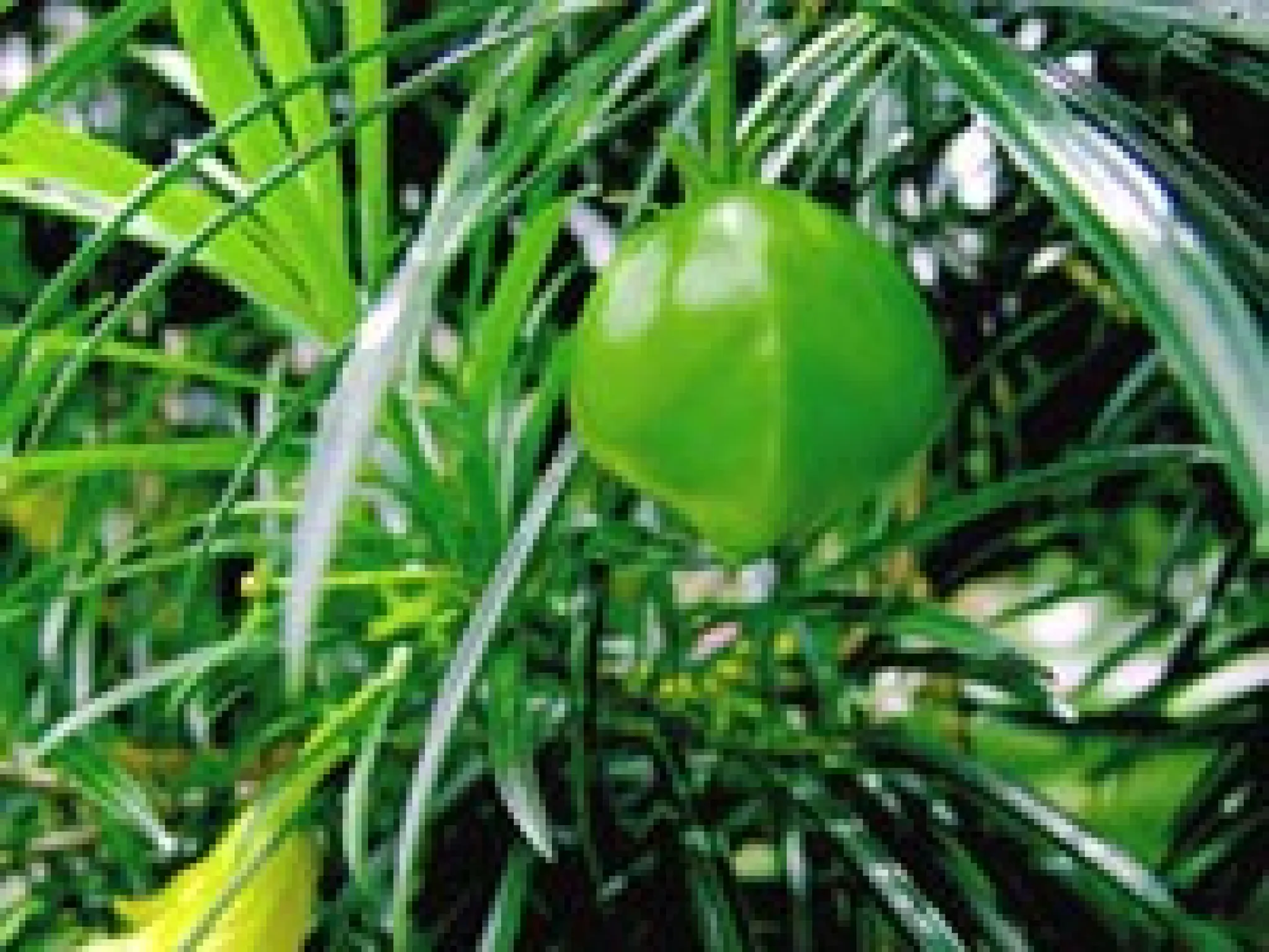 Oleander poisoning- clinical features & management of suicidal ...