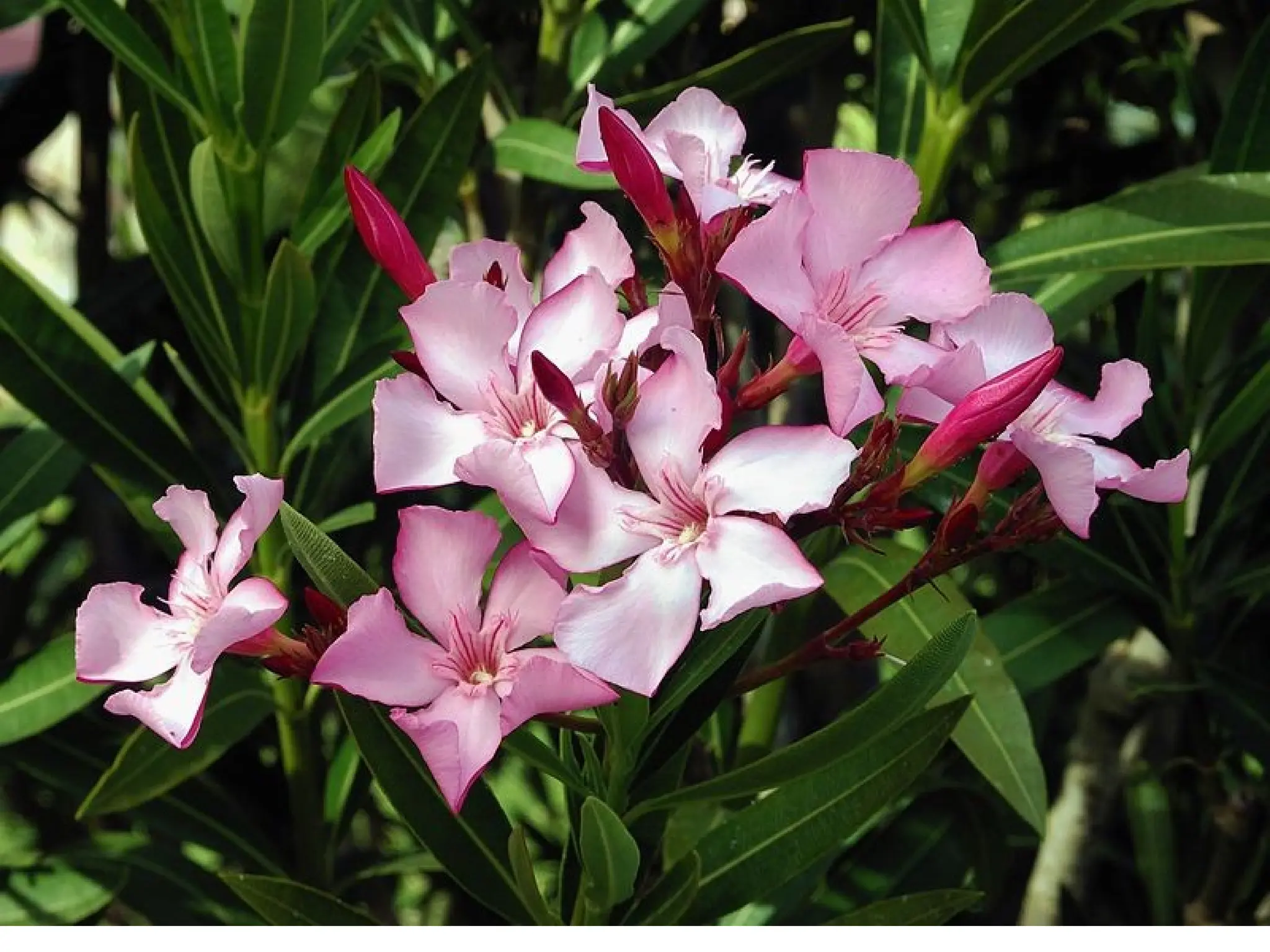 Oleander poisoning- clinical features & management of suicidal ...