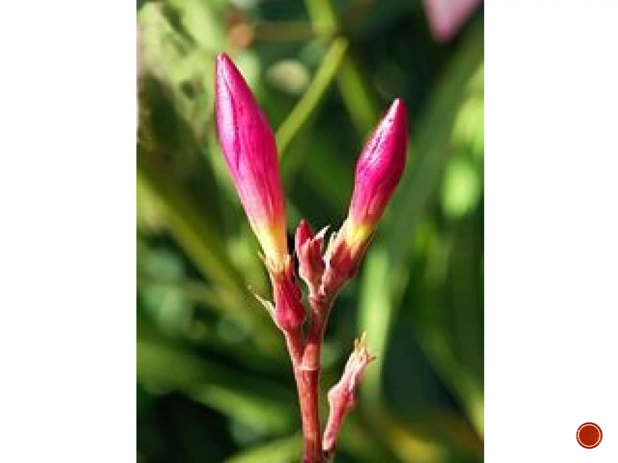Oleander poisoning- clinical features & management of suicidal ...