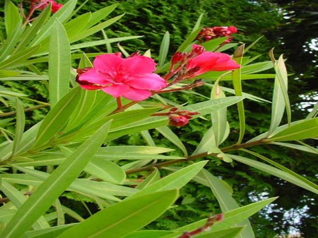 Oleander poisoning- clinical features & management of suicidal ...