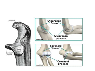 Olecranon fracture | PPTX