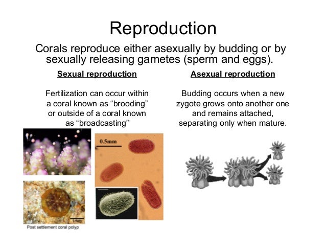East Coast MARE Ocean Lecture Jan 30, 2013 - Corals: Changes with Cli…