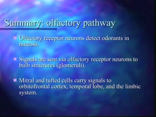 Olfaction | PPT