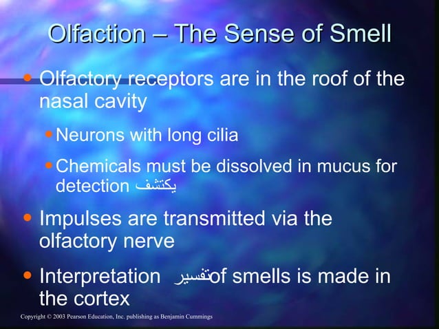 Olfaction | PPT