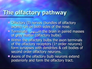 Olfaction | PPT