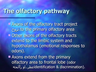 Olfaction | PPT