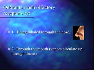 Olfaction | PPT