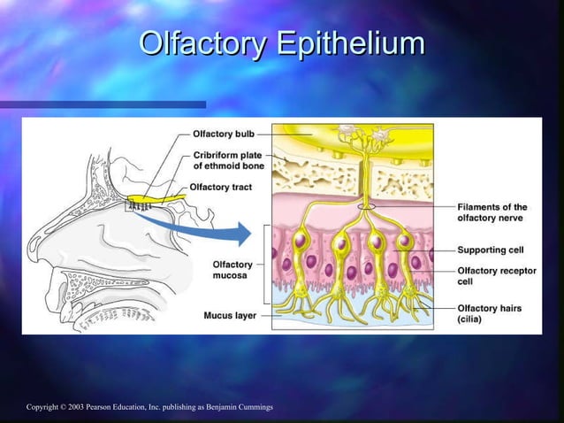 Olfaction | PPT
