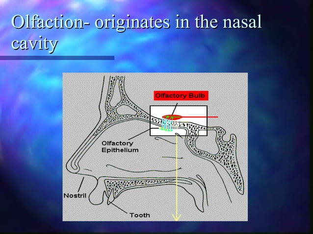 Olfaction | PPT