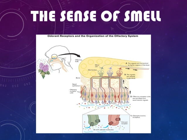 Olfaction | PPT