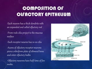 Olfaction | PPT