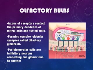 Olfaction | PPT