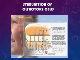 Olfaction | PPT