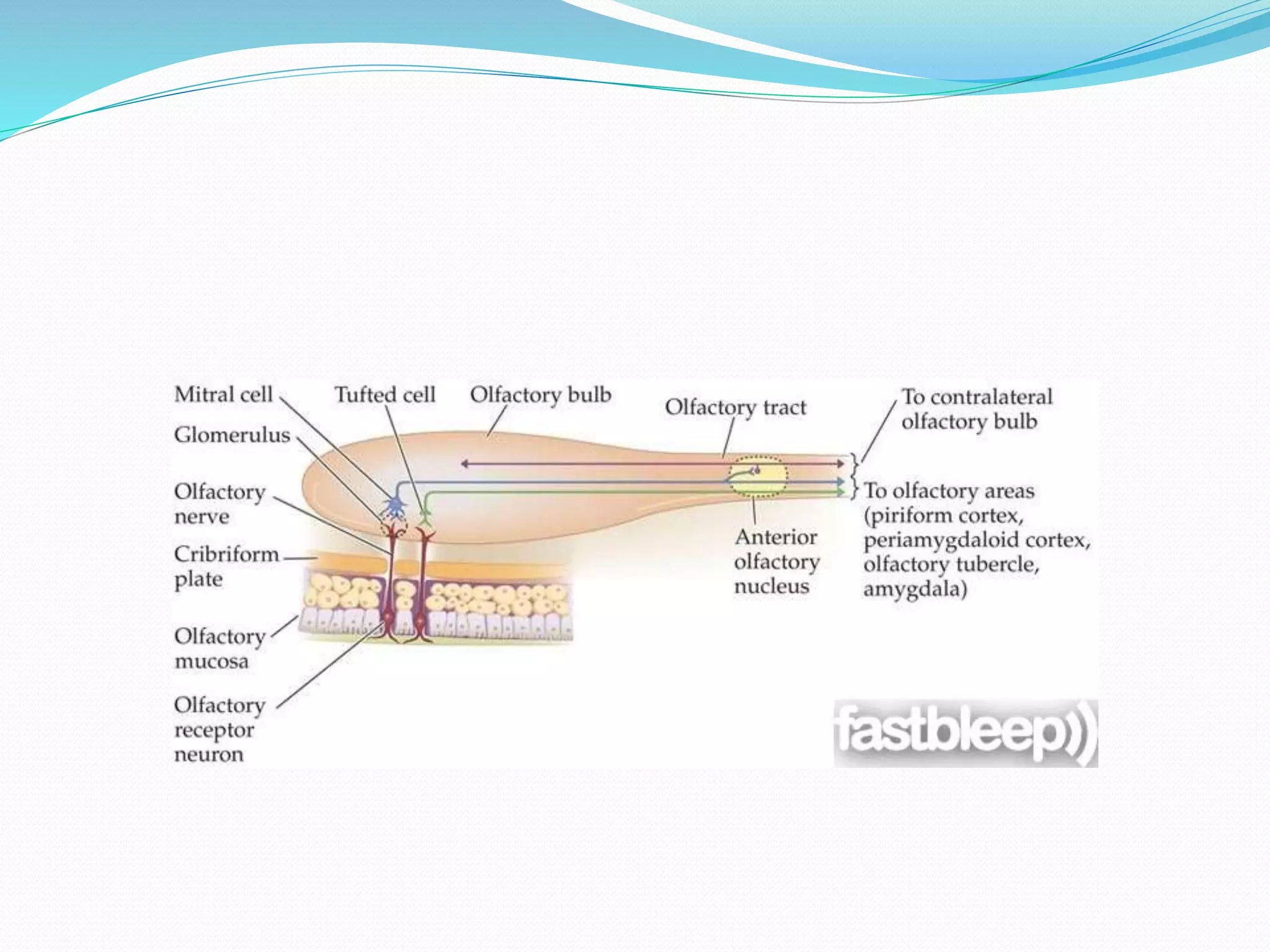 Olfaction and pathway | PPTX