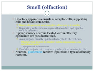 Olfaction ppt | PPT