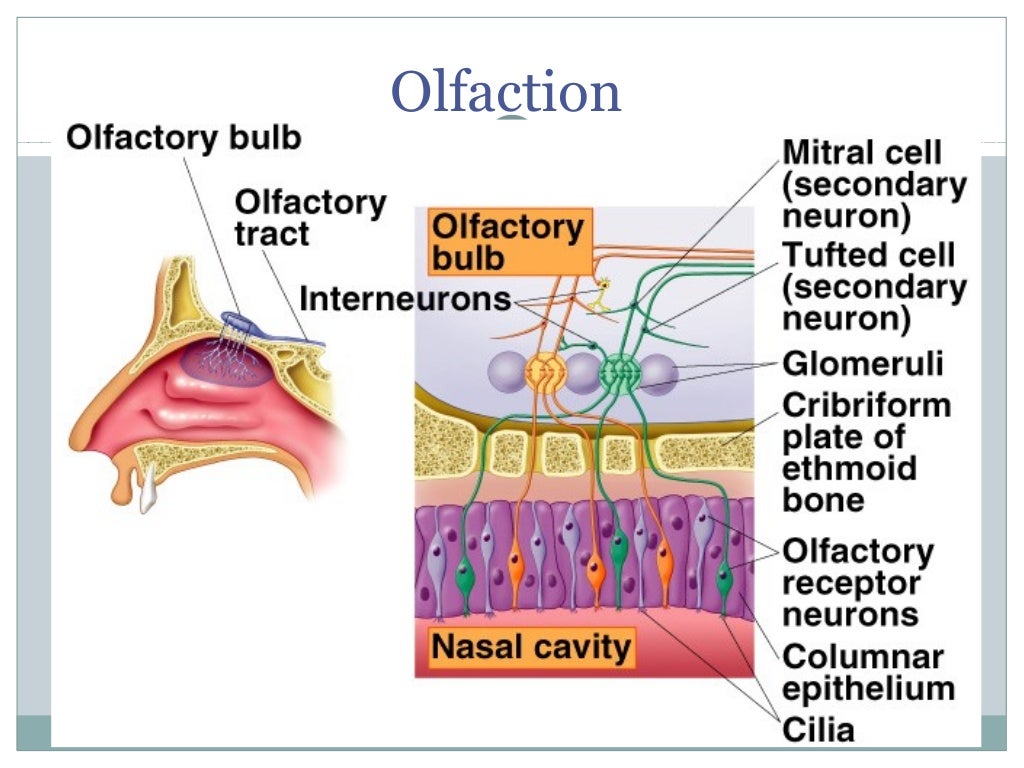 Olfaction Ppt olfaction-ppt