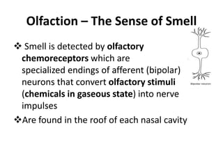olfactory.pptx
