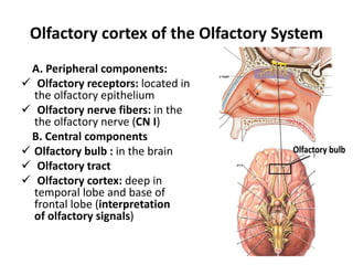 olfactory.pptx