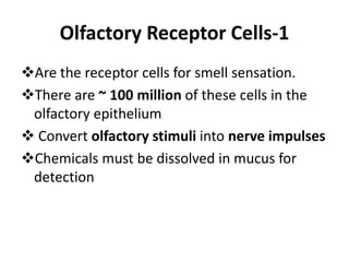 olfactory.pptx