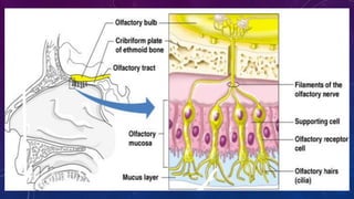Human Physiology: Olfactory and gustatory | PDF