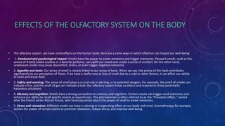 Human Physiology: Olfactory and gustatory | PDF