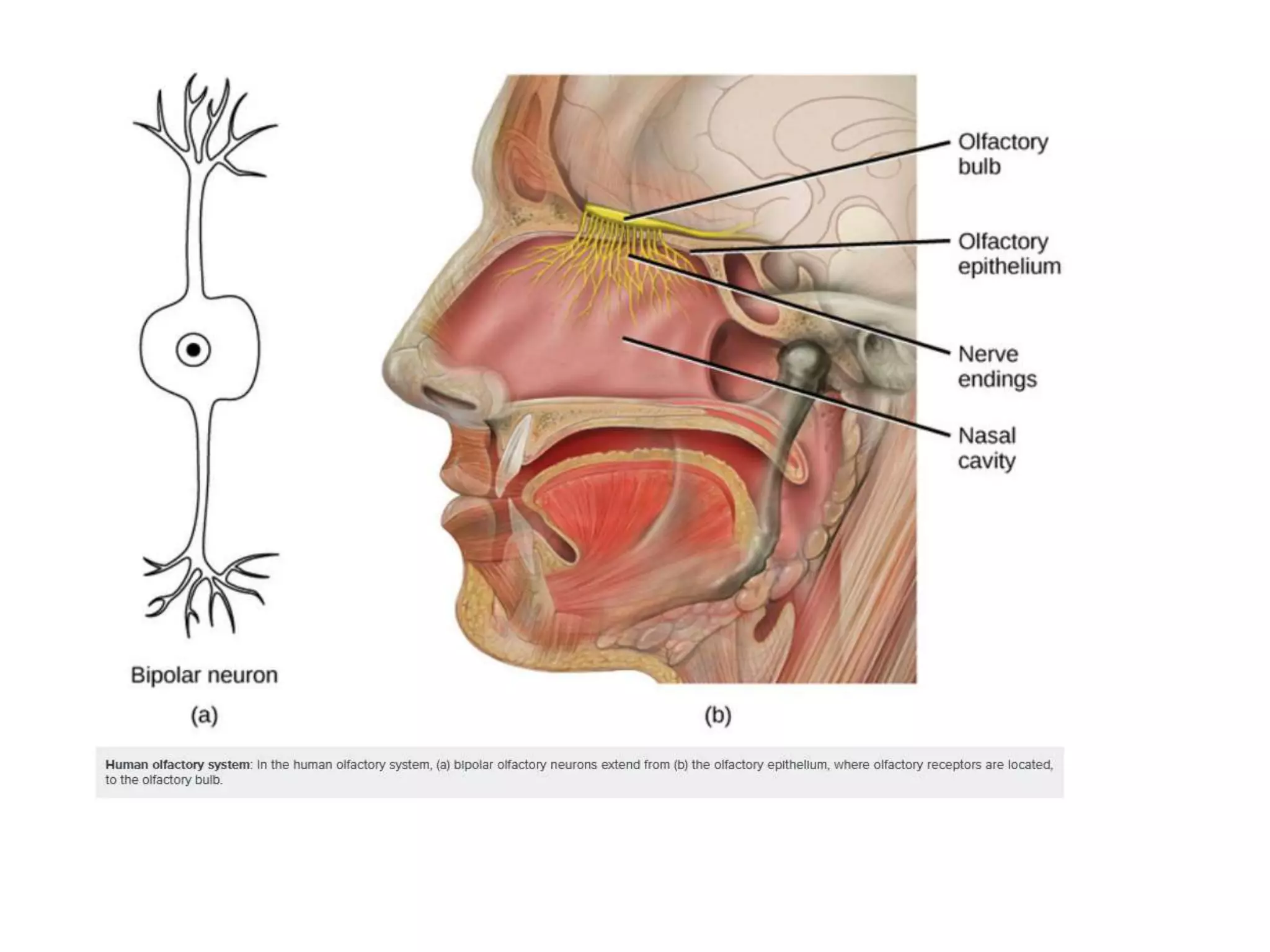 Olfactory and gustatory receptors | PPTX